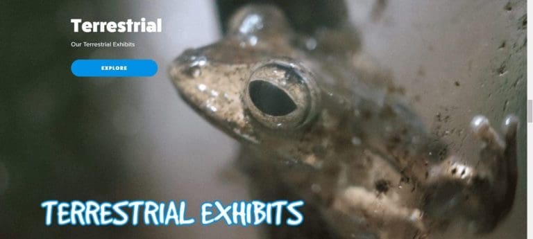 Planning Your Visit To Edinburgh's Deep Sea World Aquarium