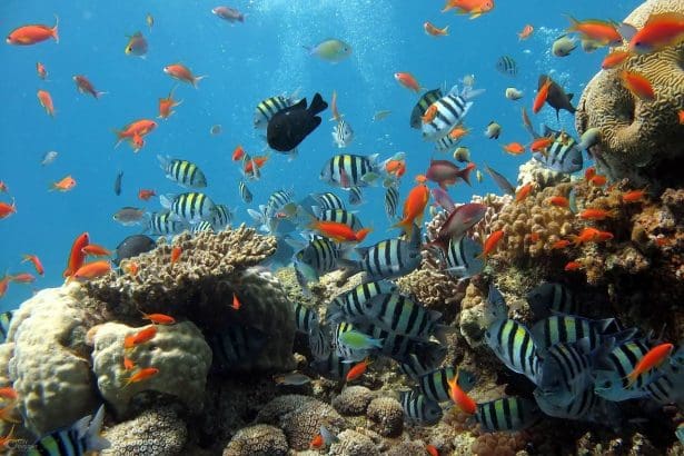 Planning Your Visit To Edinburgh's Deep Sea World Aquarium