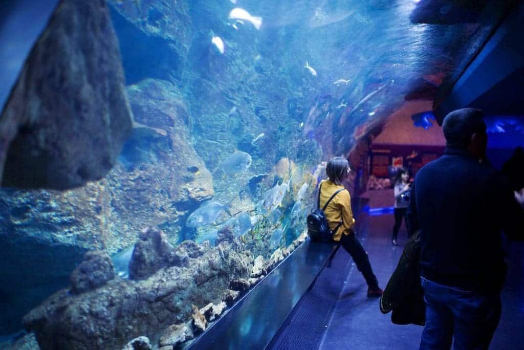 Top 5 Aquariums In Liverpool You Must Visit