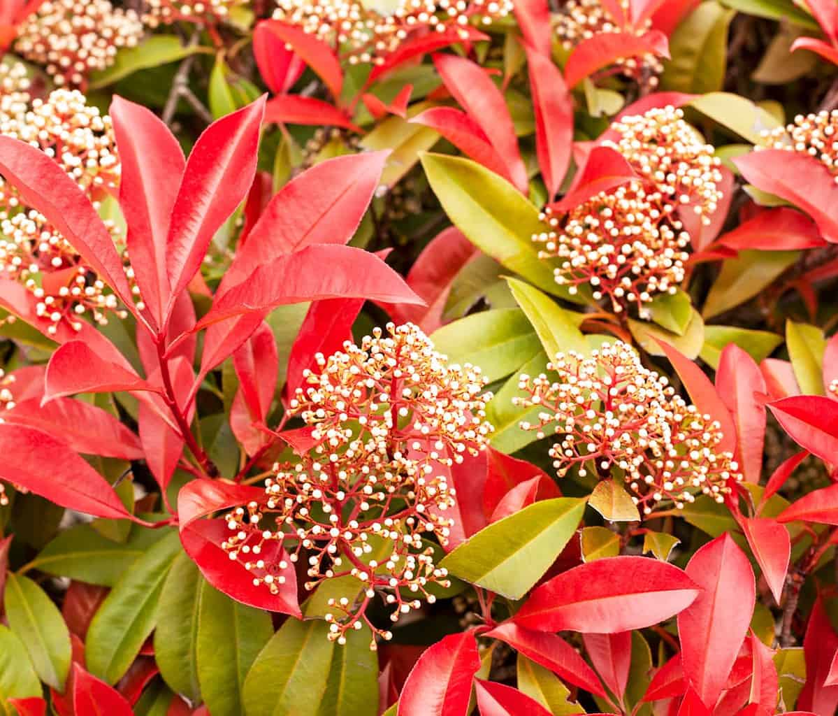 Can You Prune Red Robin When In Flower?