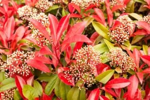 Can You Prune Red Robin When In Flower?